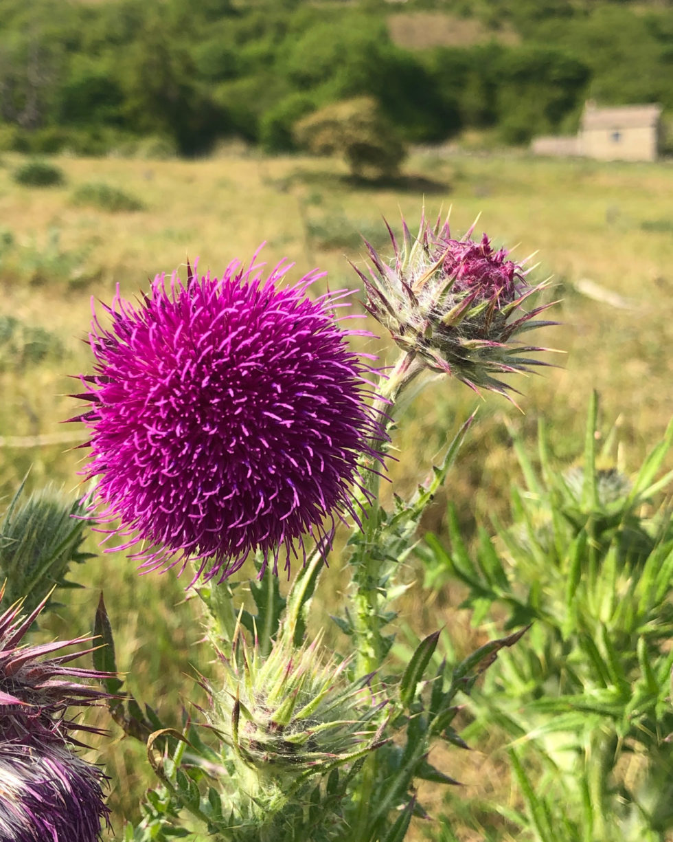 Musk Thistle | Short Line Flyfishing