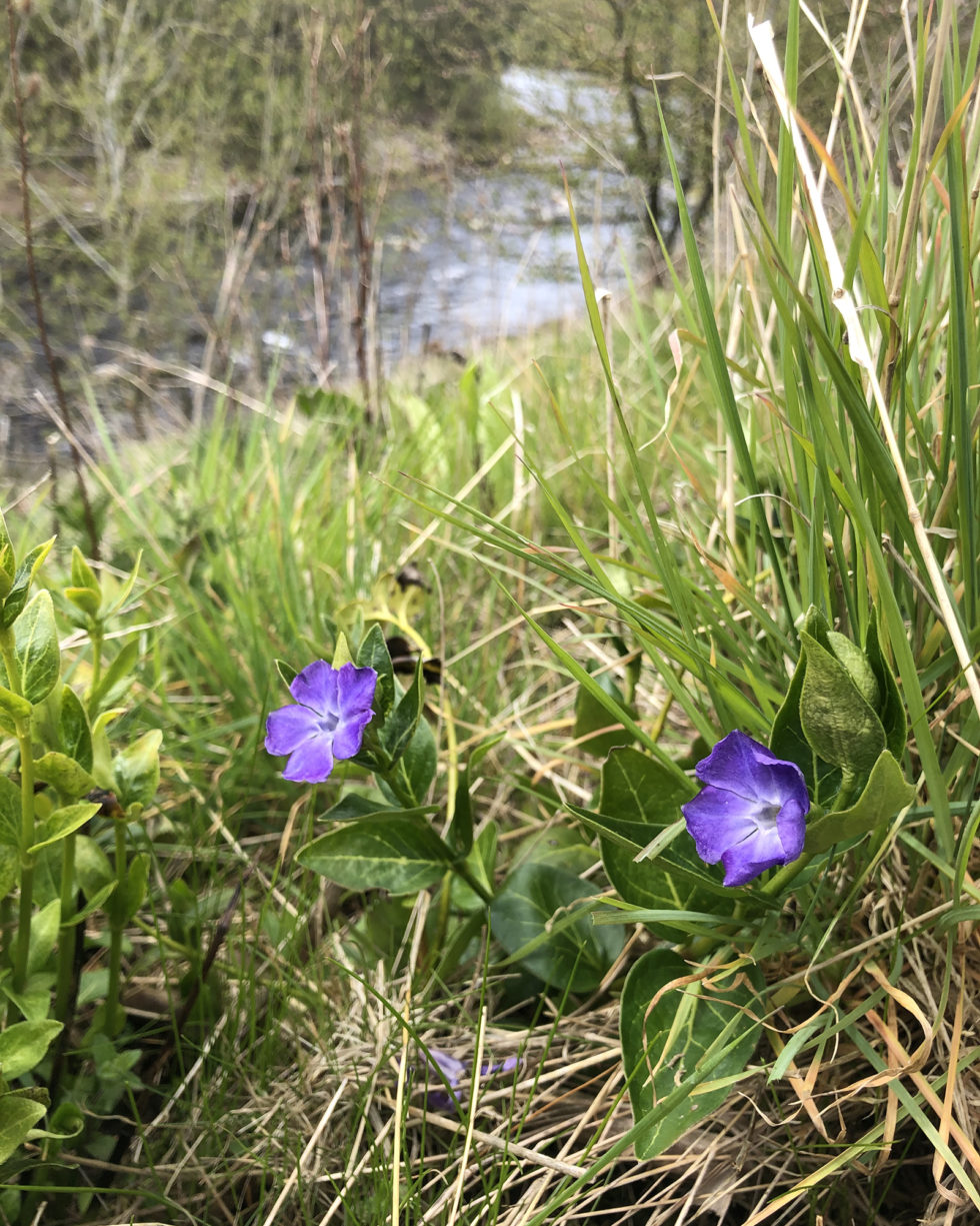 Periwinkle | Short Line Flyfishing